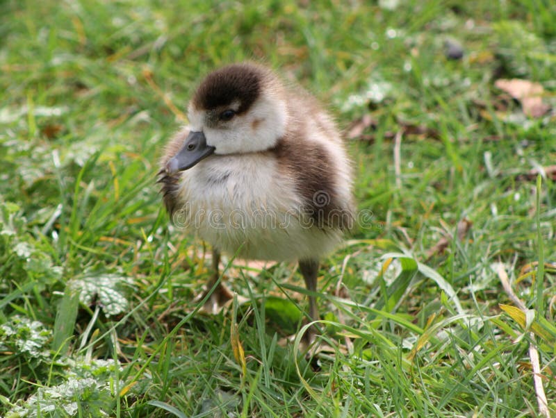 Ansarón imagen de archivo. Imagen de parque, esméxico - 102358559