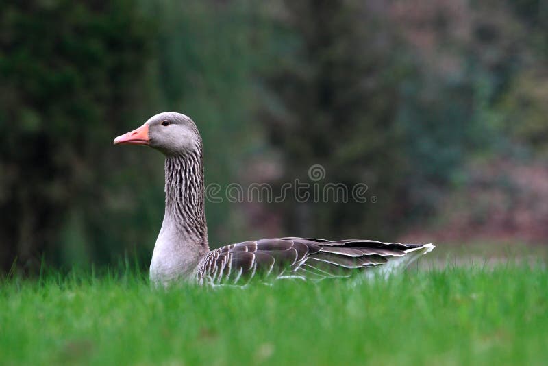 Anser anser stock image. Image of anser, bird, wild, grass - 19468061
