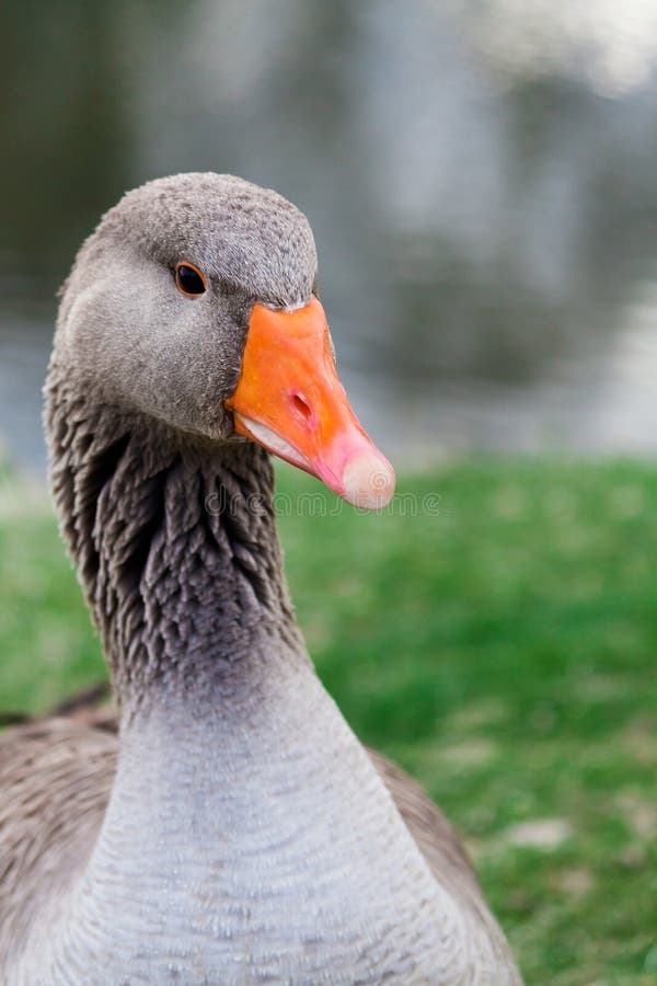 Anser Anser Also Known Os Greylag Goose Stock Photo - Image of fowl ...