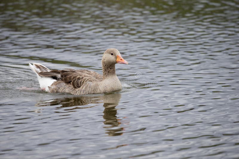 Anser anser stock image. Image of feather, bird, fowl - 55426395