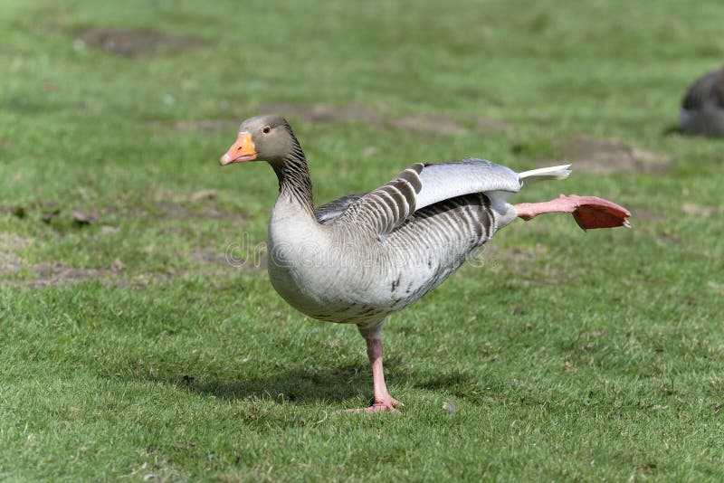 Anser anser, greylag goose stock image. Image of bill - 14793133