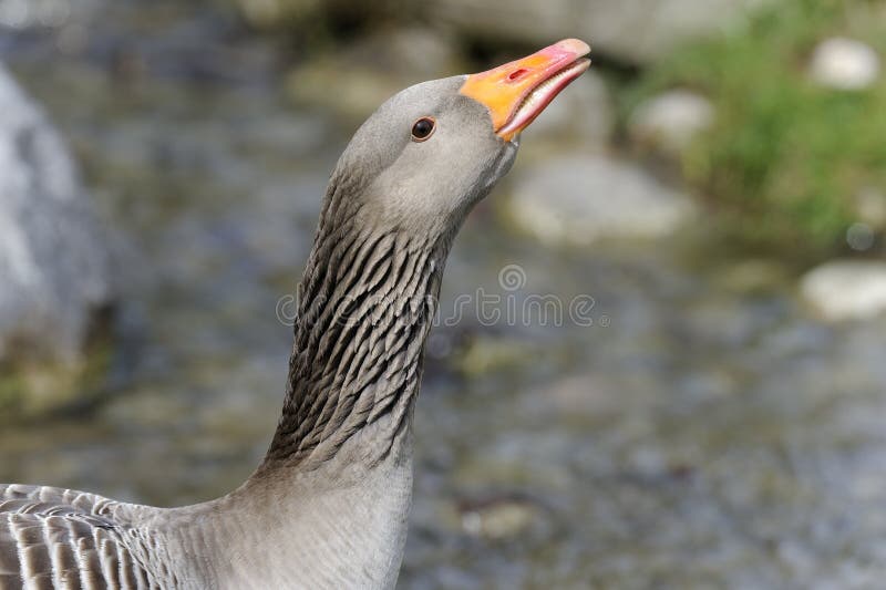 Anser anser, greylag goose stock image. Image of legs - 14793163