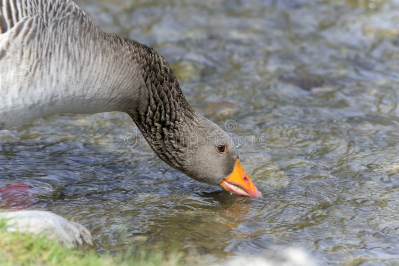 Aggressive Canada Goose Honking and Chasing Around Other Canada Stock ...