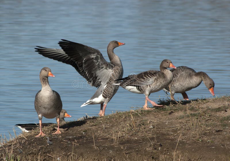 Anser anser stock image. Image of park, shoot, white - 31769829