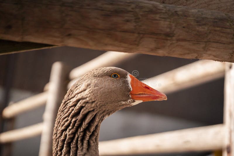 Anser Anser Close Up Macro Photography, Grey Goose Close-up Image Stock ...