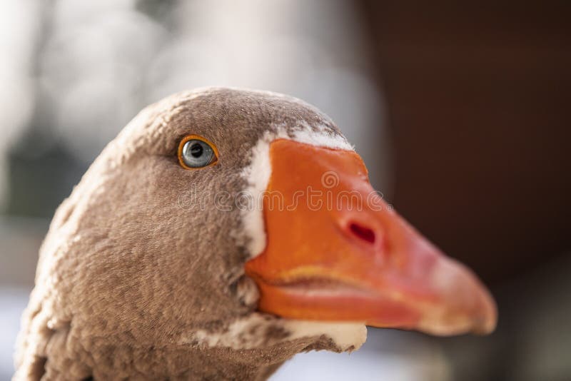 Anser Anser Close Up Macro Photography, Grey Goose Close-up Image Stock ...
