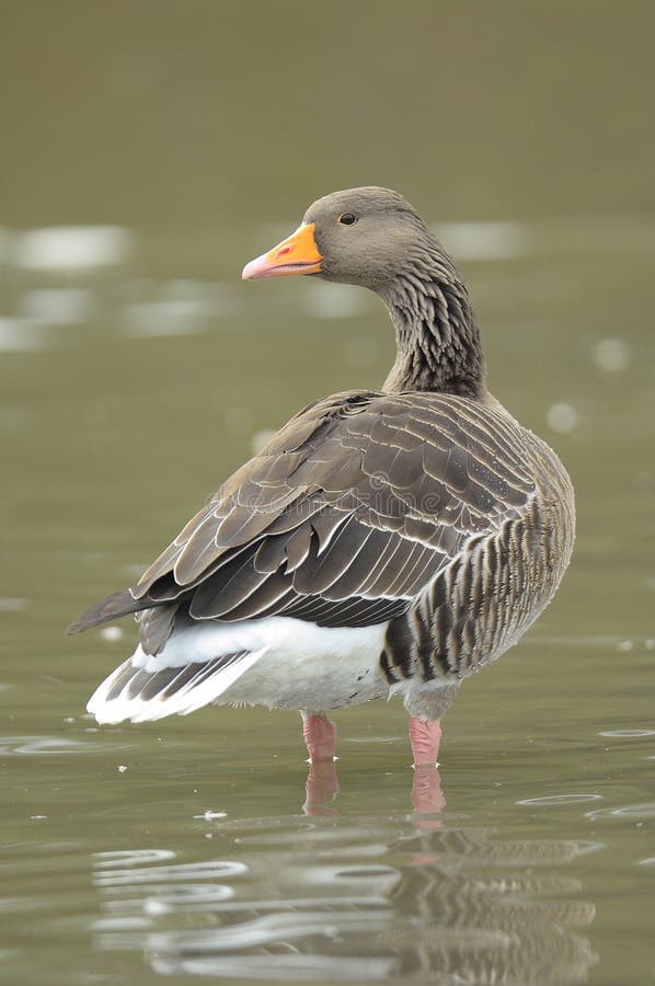 Anser del Anser foto de archivo. Imagen de lagos, agua - 96206136