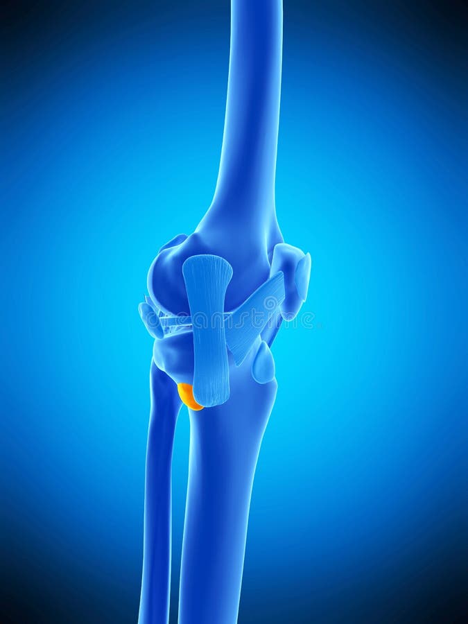 The anserine bursa stock illustration. Illustration of blue - 73211161