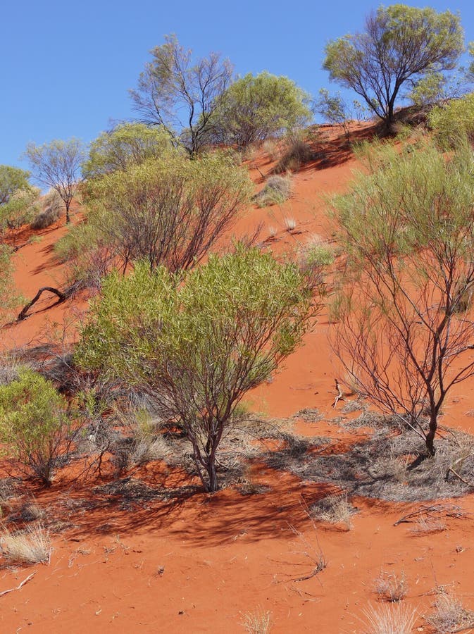 Vegetation Im Hinterland Von Australien Stockbild - Bild von gesamt ...
