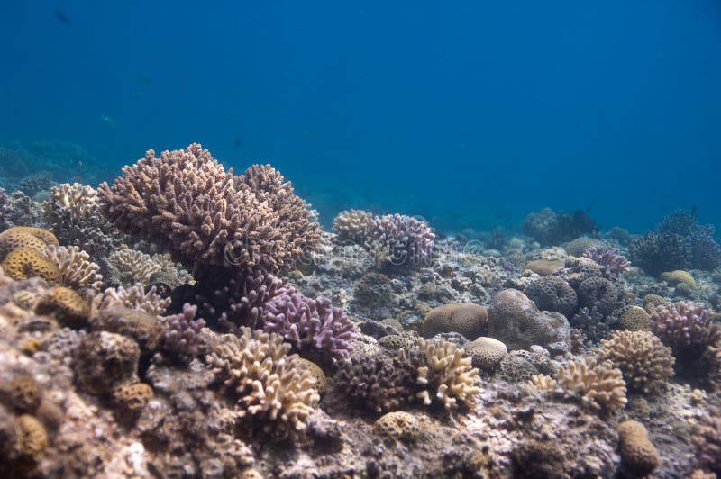 Hart-Koralle Riff Im Roten Meer Stockbild - Bild von ...