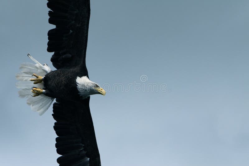 Ansteigen stockbild. Bild von tiere, federn, opfer, beten - 3049935