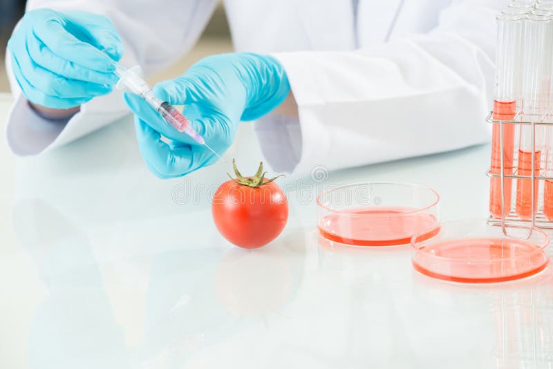 Answer Genetic Modification Tomato Stock Photos - Free & Royalty-Free ...