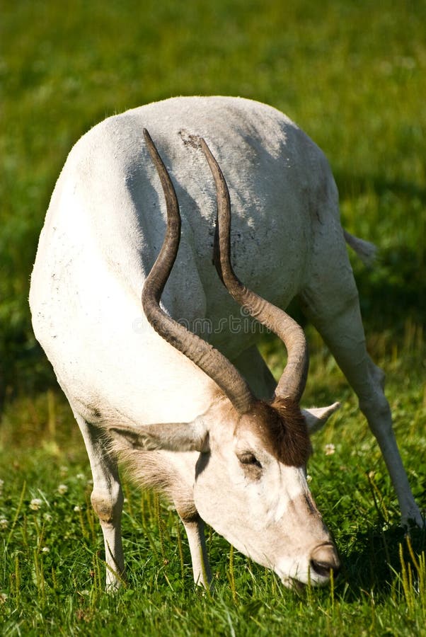 Antílope blanco, Addax foto de archivo. Imagen de blanco - 5220494