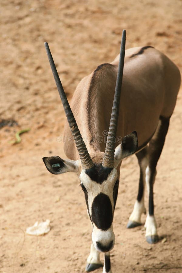 Antílope imagen de archivo. Imagen de mundo, abarque - 57411085