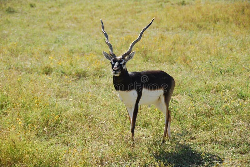 Antílope De Blackbuck (cervicapra Do Antilope) Foto de Stock - Imagem ...