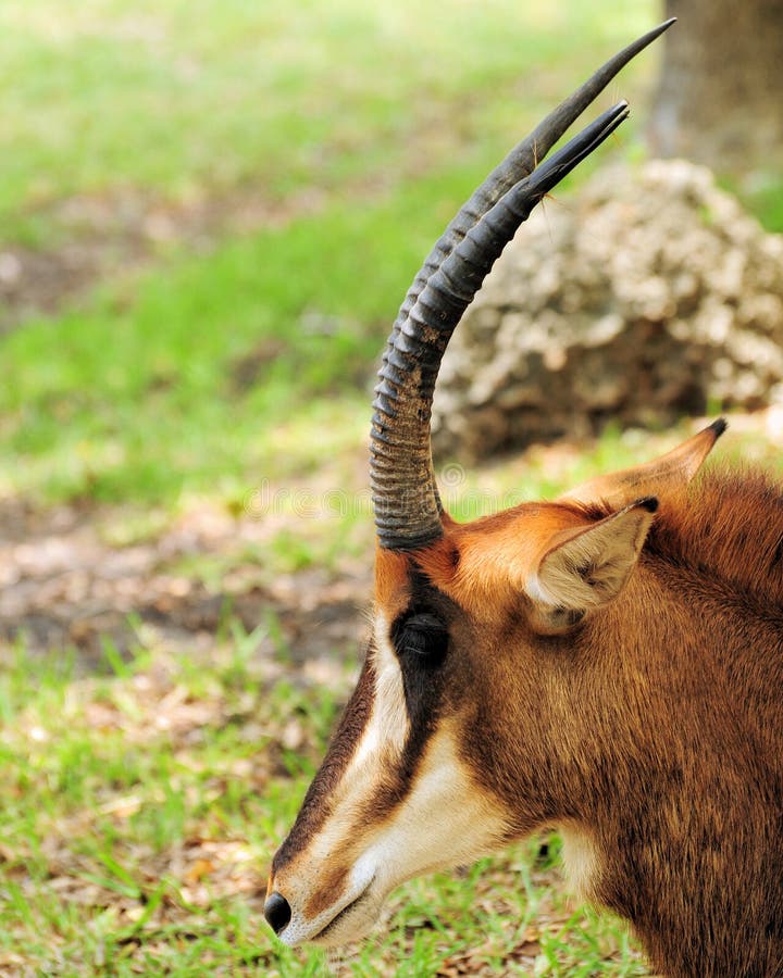 Antílopes de Sable foto de archivo. Imagen de africano - 38851532