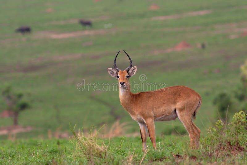 Antílope De Uganda. Ugandan Kob Salta Kobus Kob Thomasi Dia Chuvoso Na ...