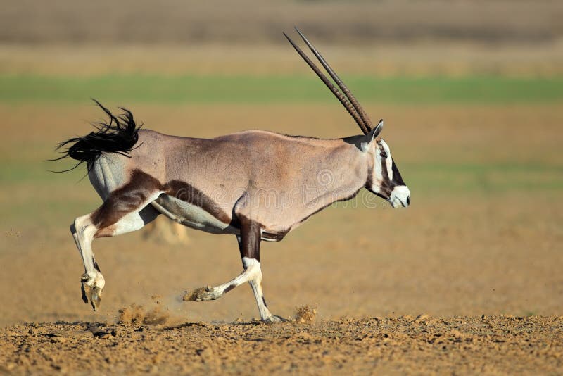 Antílope Running Do Gemsbok Foto de Stock - Imagem de funcionamento ...