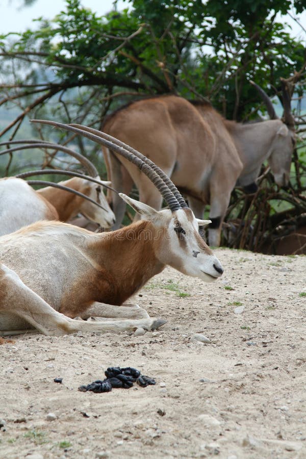 Antílopes africanos foto de stock. Imagem de ninguém - 54235584