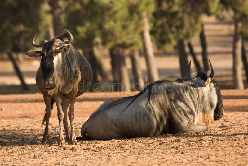 Antílope Azul Del Wildebeest Imagen de archivo - Imagen de parque ...