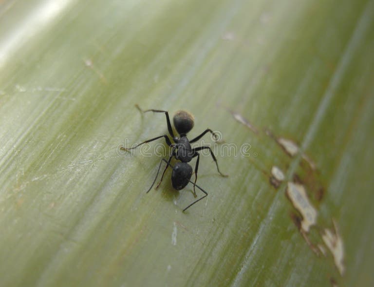 The ant stock photo. Image of legs, black, bamboo, ants, speedy - 8924