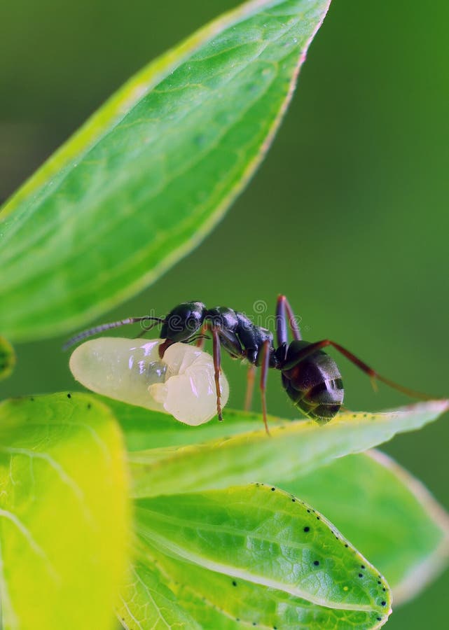 597 Baby Ant Crying Stock Photos - Free & Royalty-Free Stock Photos ...