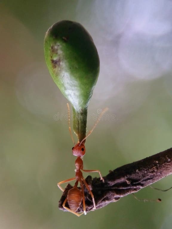 Ant stock photo. Image of insect, phone, macro, strong - 112499954