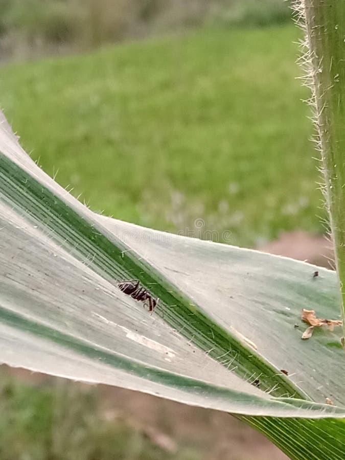 Ant stock image. Image of rice, winter, crop, season - 164608143