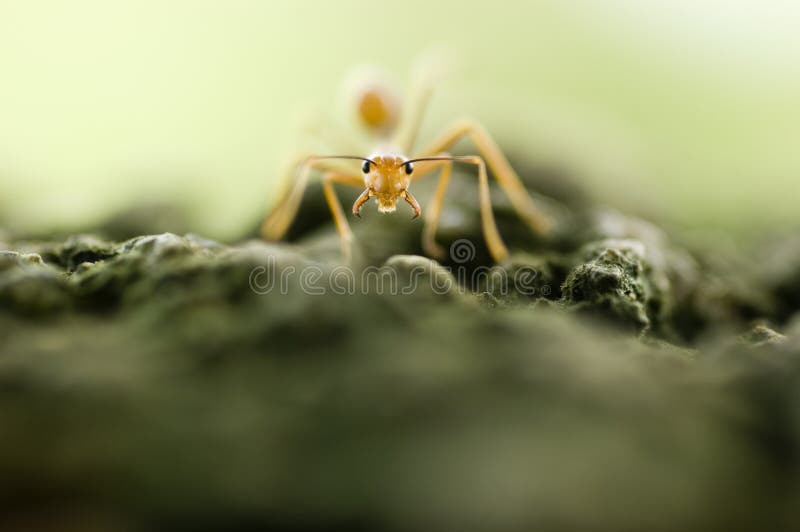 Ant Picture. Image: 1717609