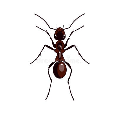 Realistic Ant Stock Illustrations – 2,195 Realistic Ant Stock ...