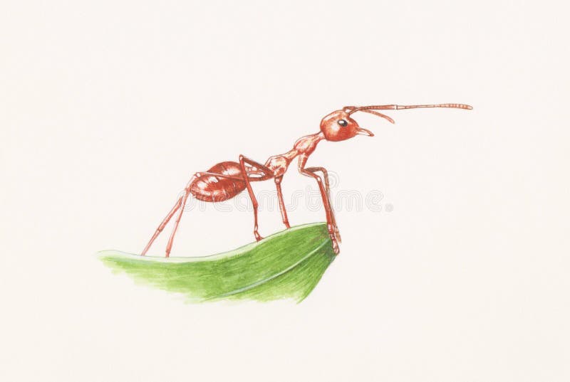 Ant stock illustration. Illustration of nature, painting - 27701586