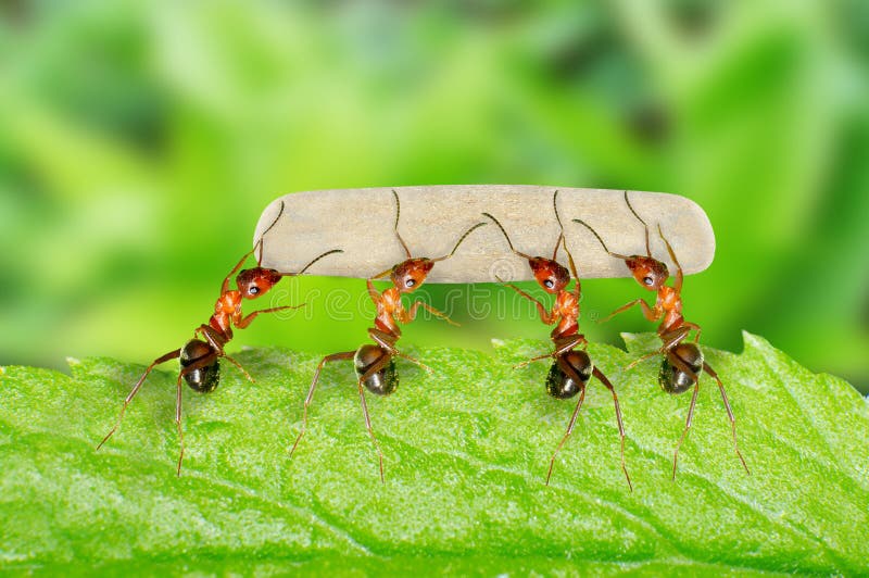 Team of Ants Work with Logs, Teamwork Stock Photo - Image of ants, team ...