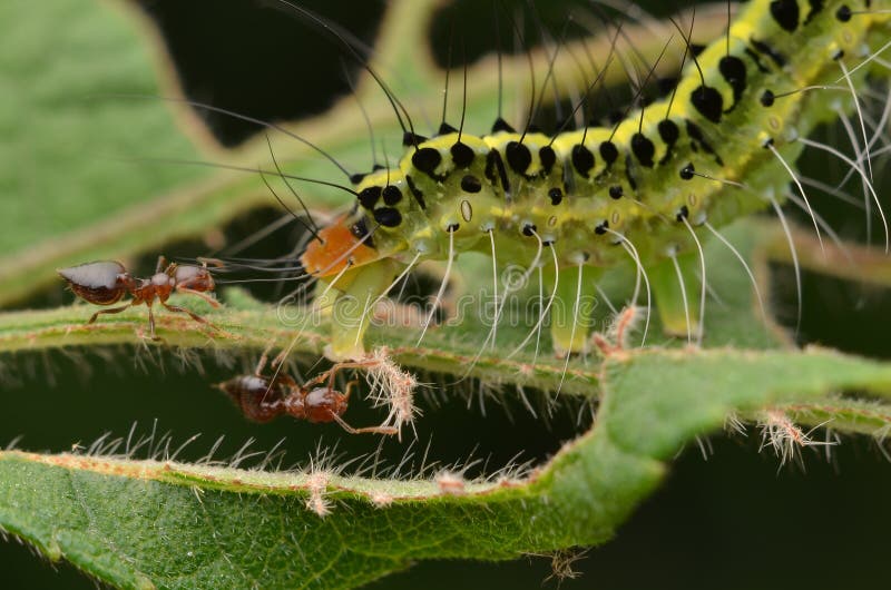 ANT stock image. Image of mayfly, hymenoptera, world - 28382227