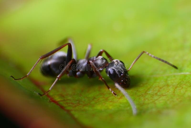 Ant stock image. Image of insect, close, macro, feeler - 3006825