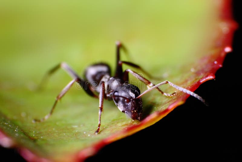 Ant Picture. Image: 3006858