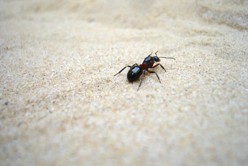 Ant stock photo. Image of employment, metaphor, field - 8665454