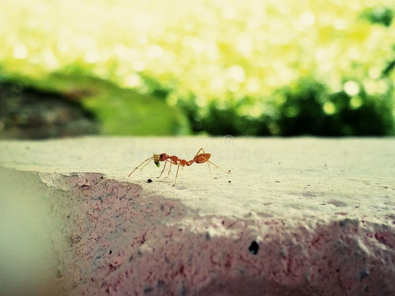 Ant stock image. Image of rainy, pleasent, chill - 92703513