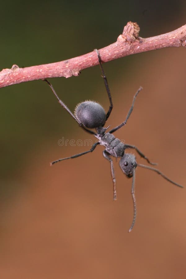 Young alligator stock photo. Image of summer, lake, asurian - 931664