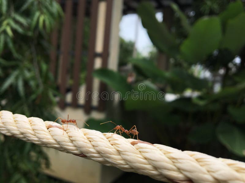 Ant stock image. Image of rope, insect, tree, leaf, nature - 97443571