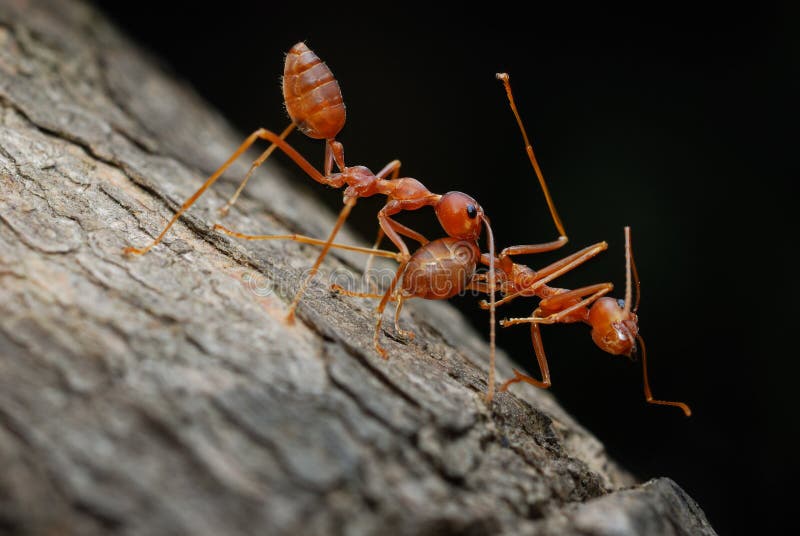 ANT Picture. Image: 9804488