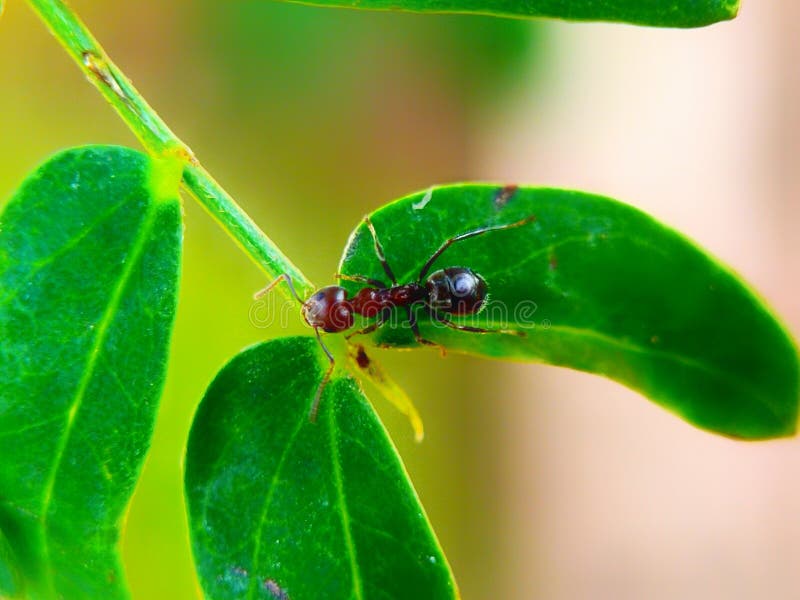 Ant Above the Green Leaf Background Stock Image - Image of culture ...