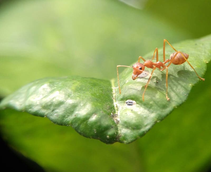 Ant above the leaf 679 stock image. Image of leaf, pest - 188740225