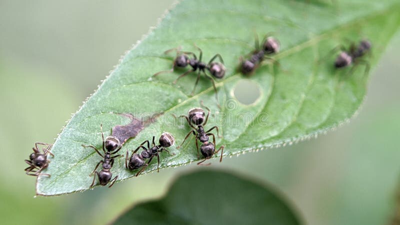 414 Gaster Ant Stock Photos - Free & Royalty-Free Stock Photos from ...