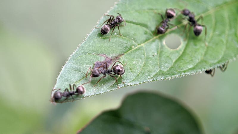 Ant Action Standing.Ant Bridge Unity Team,Concept Team Work Together ...