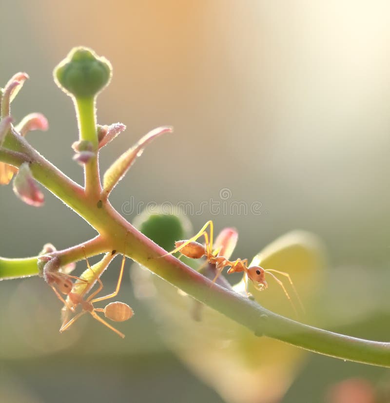 Ant Action Standing on Tree Branch in the Morning Stock Image - Image ...
