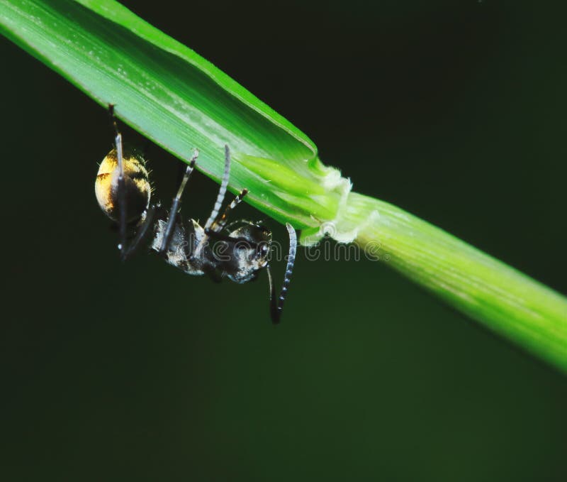Ant Action Standing on Tree Branch in the Morning Stock Photo - Image ...