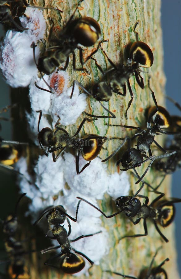 Ant Action Standing on Tree Branch in the Morning Stock Photo - Image ...
