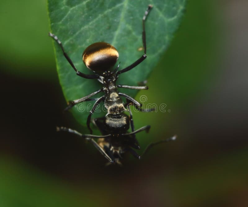 Ant Action Standing on Tree Branch in the Morning Stock Image - Image ...