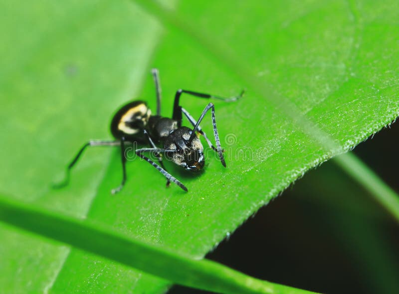 Ant Action Standing on Tree Branch in the Morning Stock Image - Image ...