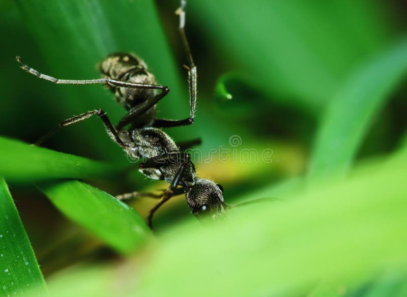 Ant Action Standing on Tree Branch in the Morning Stock Image - Image ...